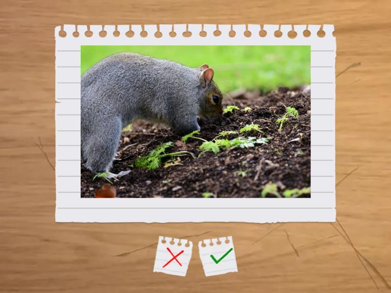 OD Unit 8 Get ready - Flash cards