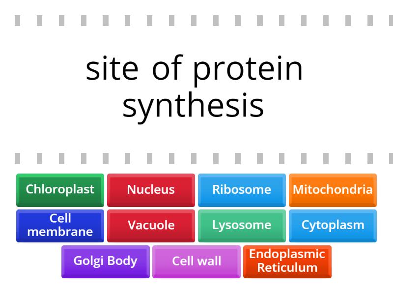 Cell Organelle Matching Game - Find the match