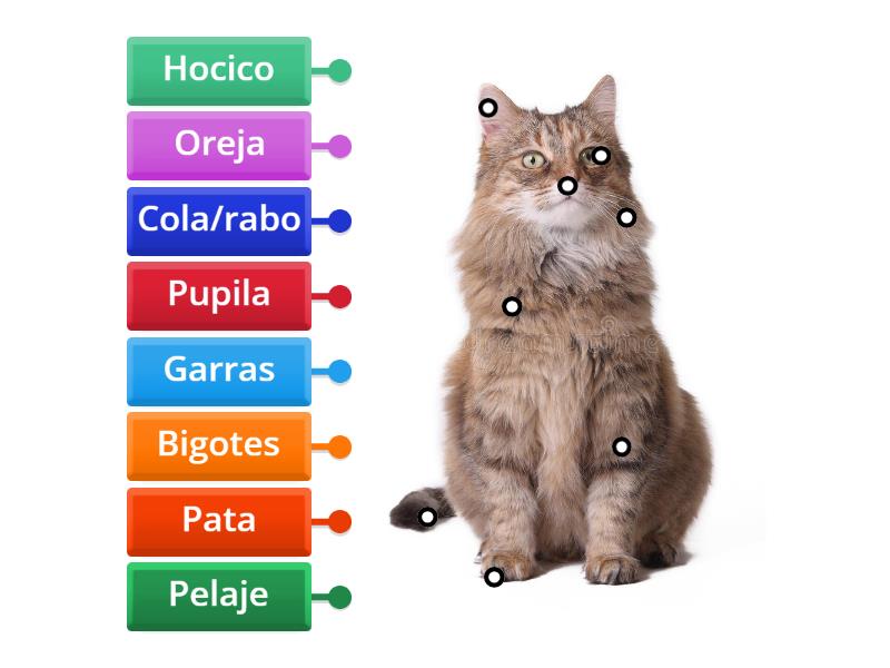 Las partes del gato - Labelled diagram