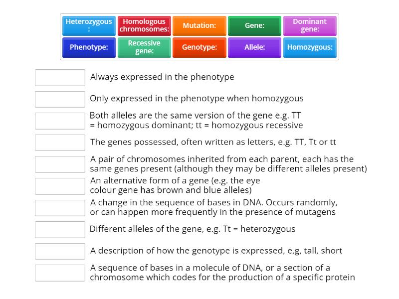 Genetics Vocabulary - Match up