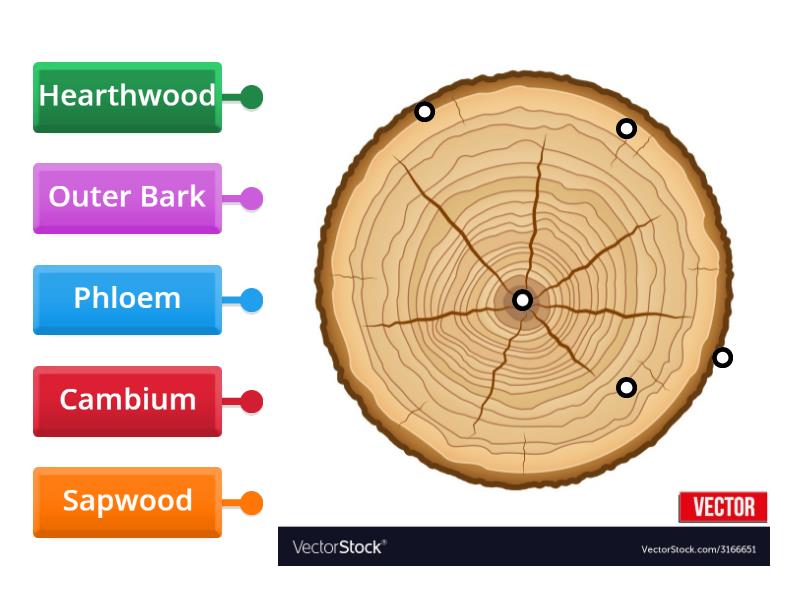 Cross section of a tree trunk - Labelled diagram