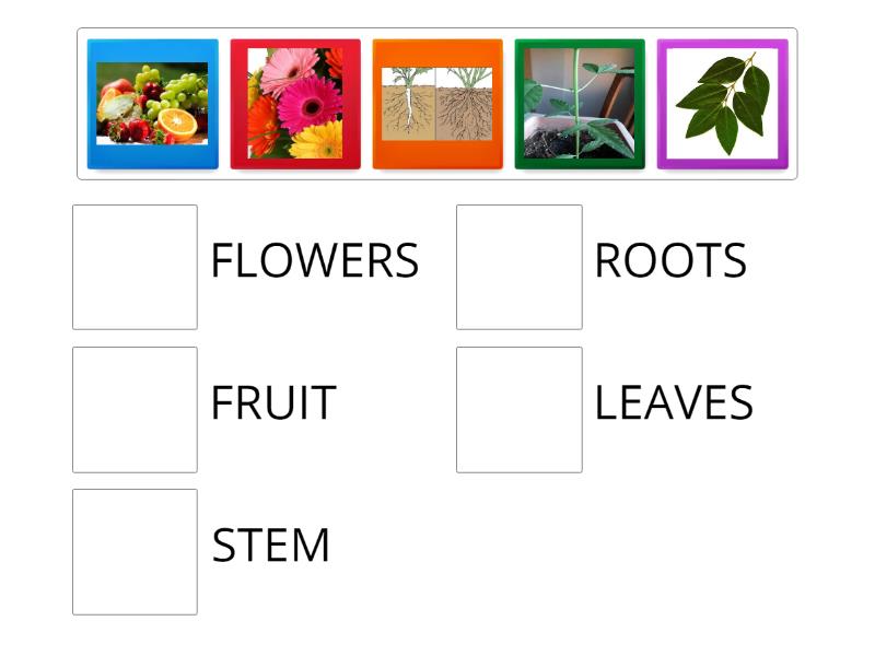 PARTS OF A PLANT - Match up