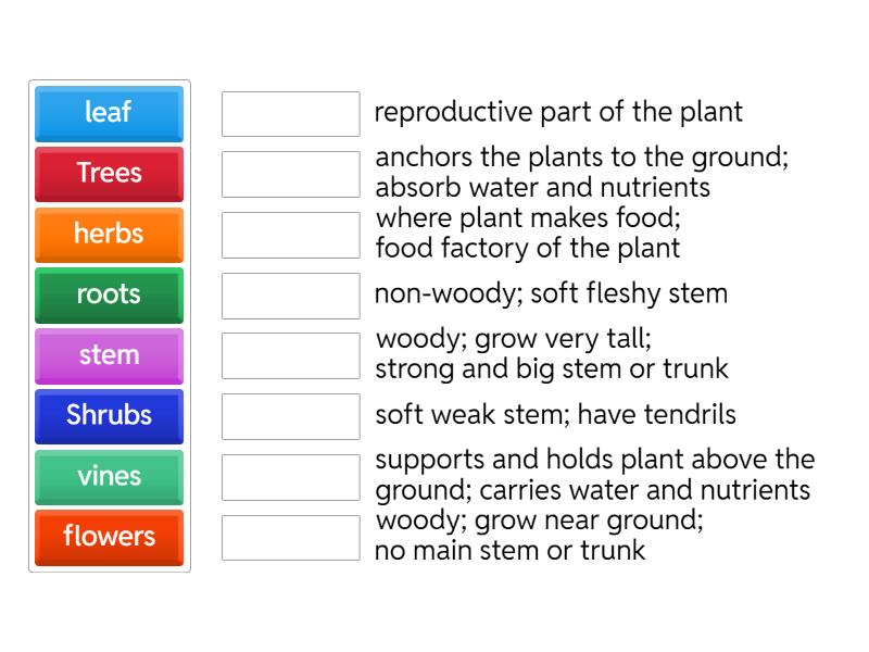 Types and parts of plants - Match up