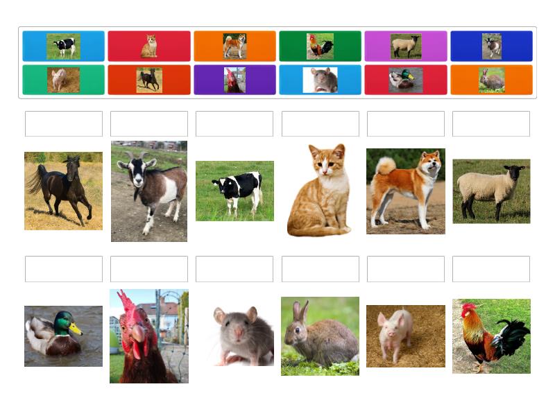 Farm animals - Match up