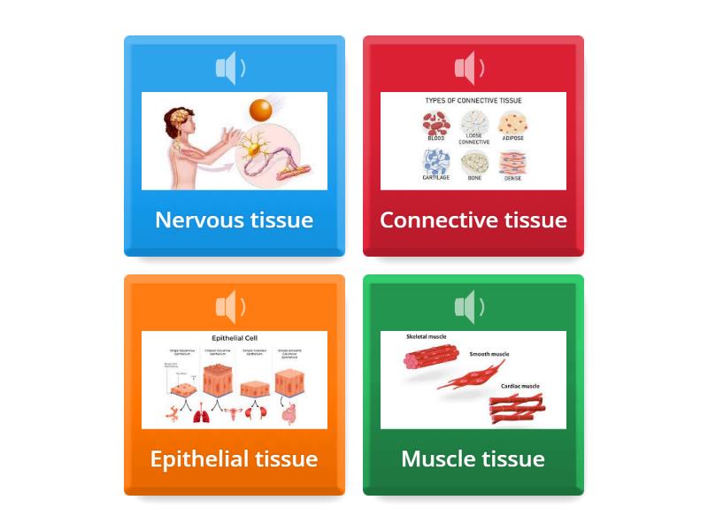 Tissue types - Fichas giratorias