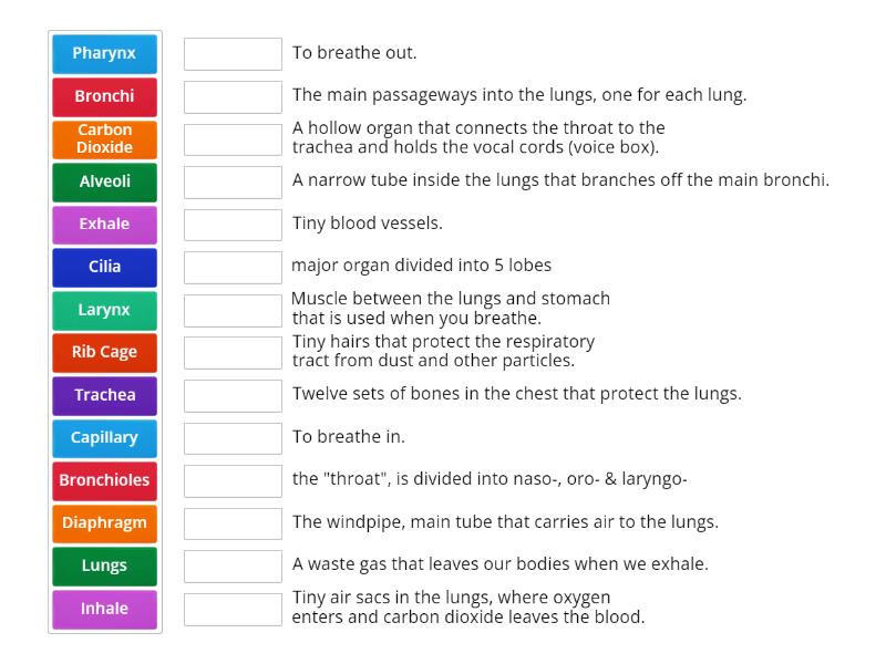 Matching Respiratory Structures Game - Match up
