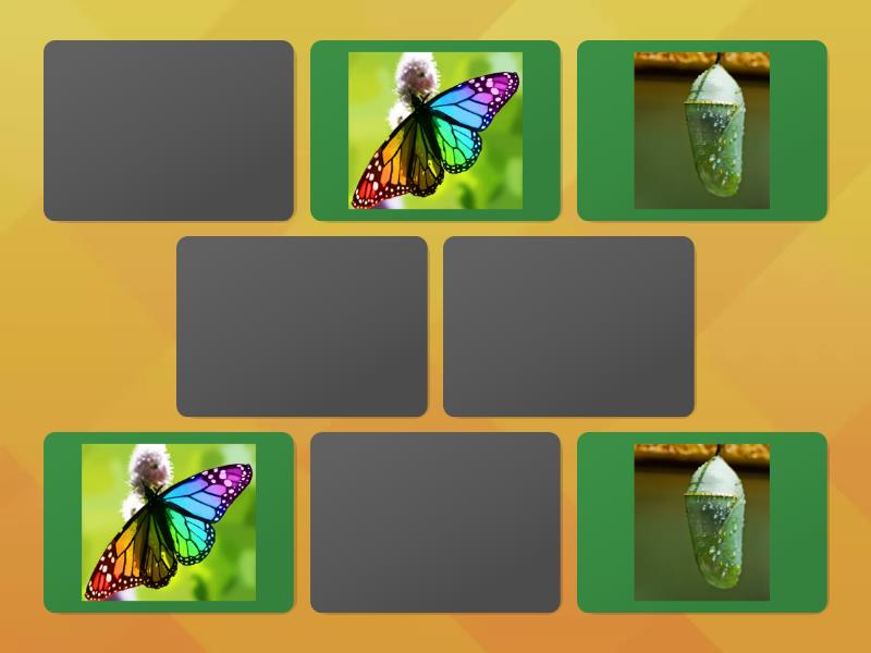Life-cycle of a butterfly - Matching pairs
