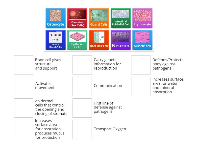 Specialized Cells - Match up