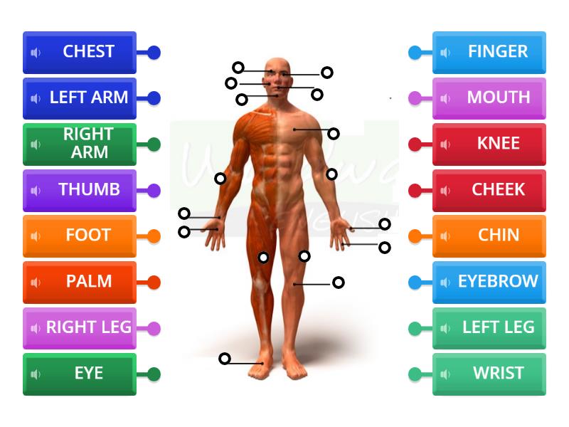 BODY PARTS ADVANCED 1 - Labelled diagram