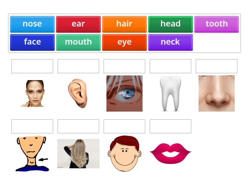 Parts of body - Match up
