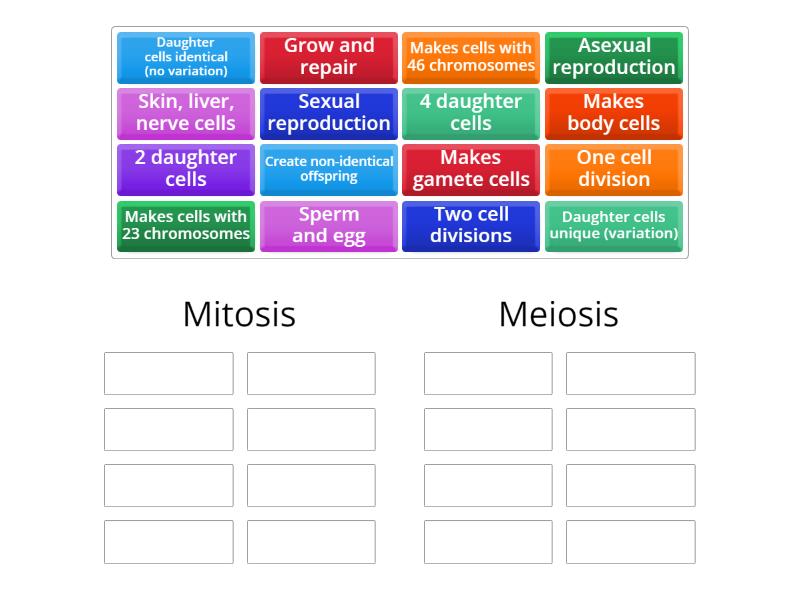 Mitosis vs. Meiosis - Group sort