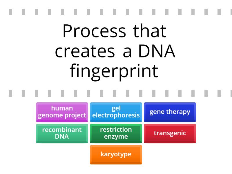Genetic Technologies Find the Match - Cada oveja con su pareja