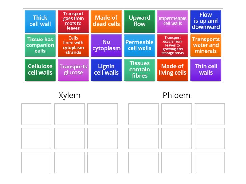 Proterties of Xylem & Phloem Sort - Ordenar por grupo