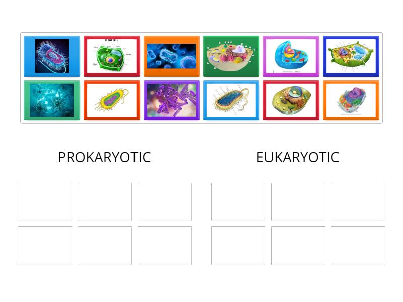 PROKARYOTIC OR EUKARYOTIC CELLS - Group sort