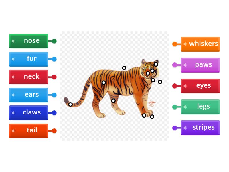 Tiger (body parts) - Labelled diagram