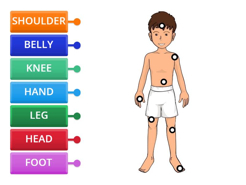 PARTS OF THE BODY - Labelled diagram