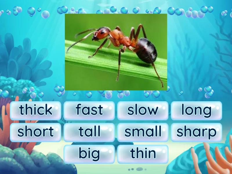 Adjective - Find the match