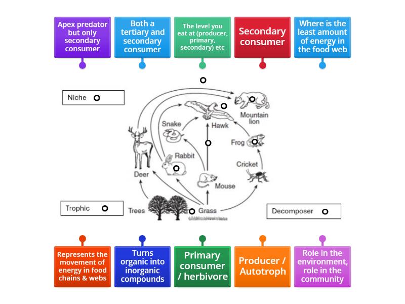 Food Web Practice - Labelled diagram