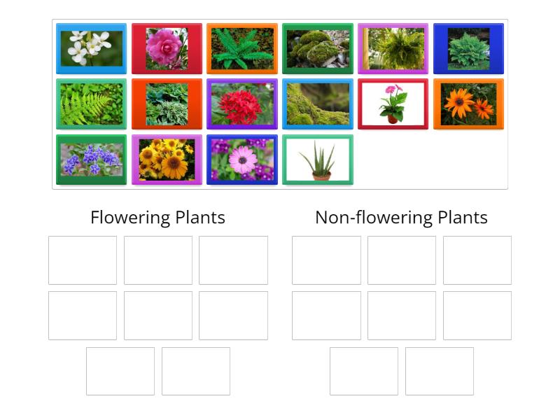 Flowering & Non-flowering Plants - Group sort