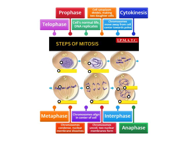 Stages of Mitosis - Labelled diagram
