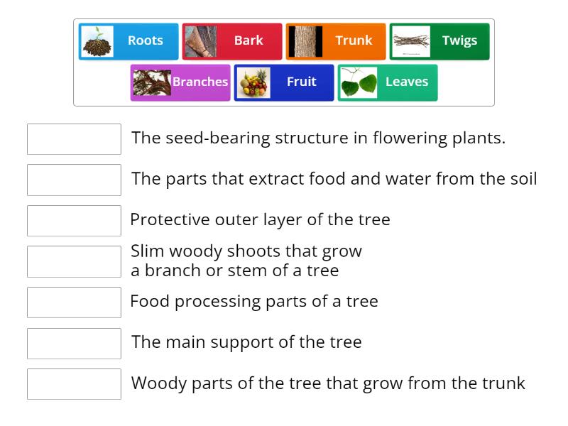 Report Text (Plants) - Match up