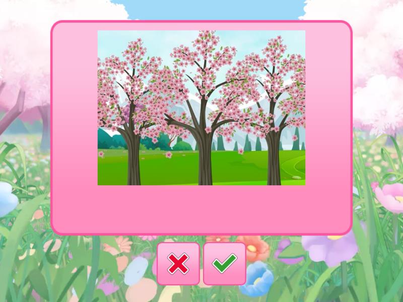 Cherry Blossoms - Flash cards