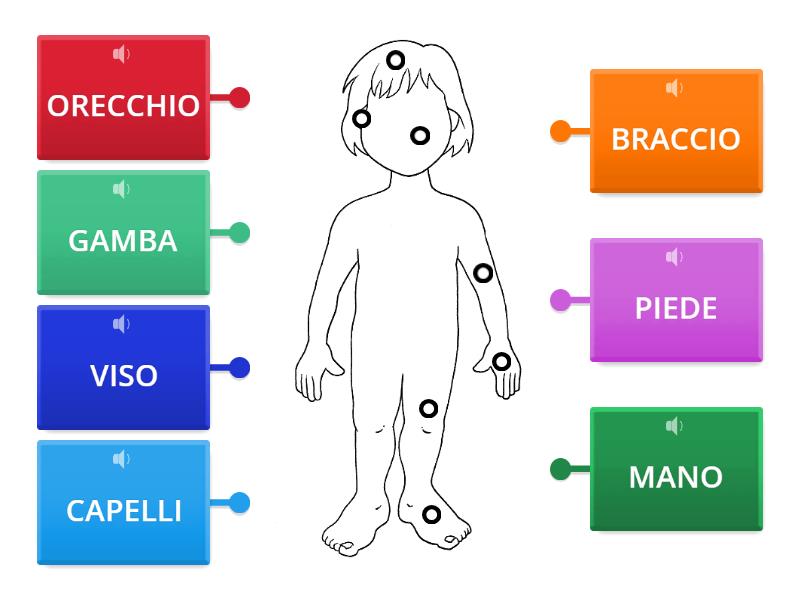 Le parti del corpo - Labelled diagram
