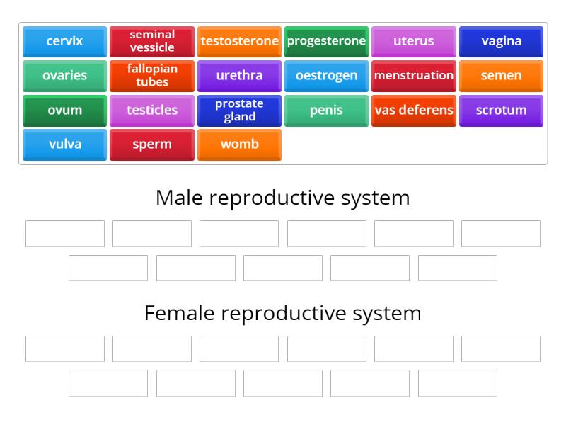 Reproductive systems - Group sort