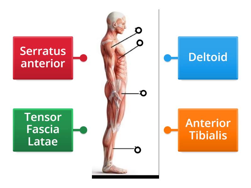 Laterial view - Labelled diagram
