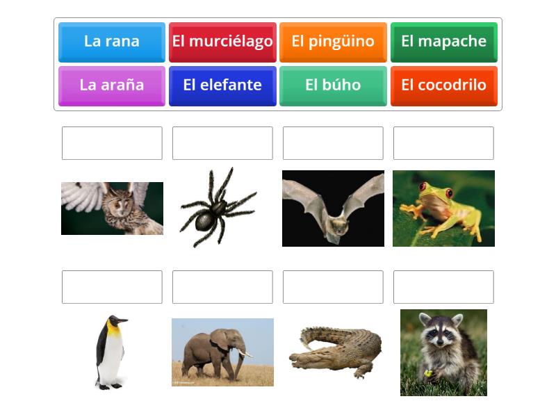 Los animales - Match up