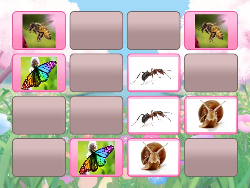 Insects - Matching pairs