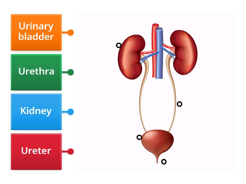 urinary system - Labelled diagram