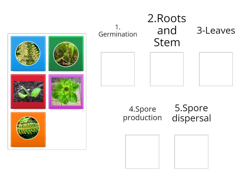 Life cycle of a non-flowering plant - Group sort
