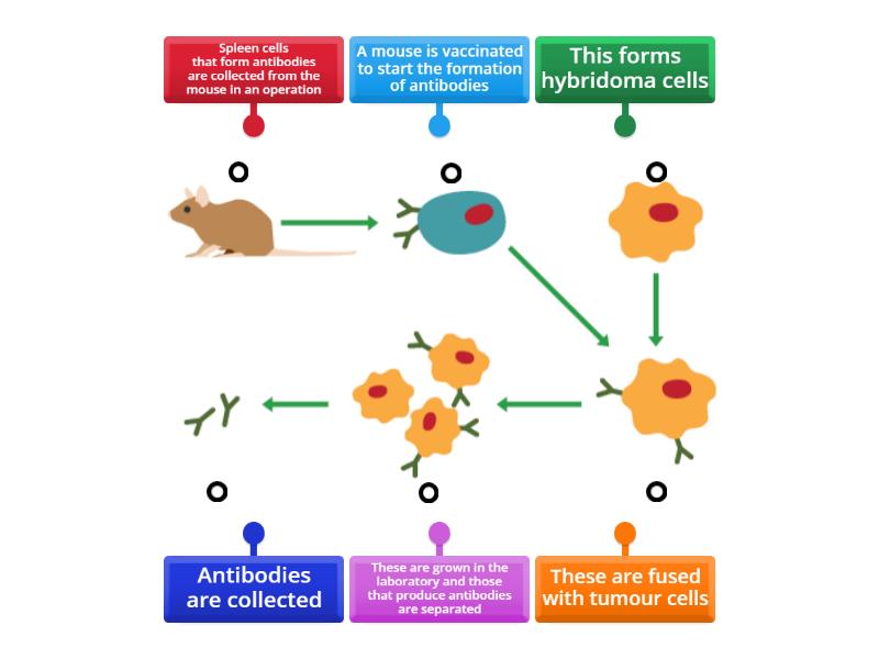 Making Monoclonal Antibodies - Labelled diagram