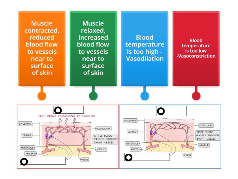 Vasoconstriction and Vasodilation - temperature homeostasis - Labelled ...