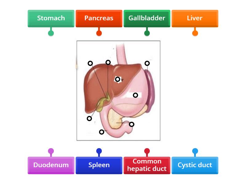BS: Chapter 16: Digestive System Part 2 - Labelled diagram