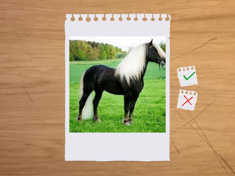 My pitcher - Flash cards