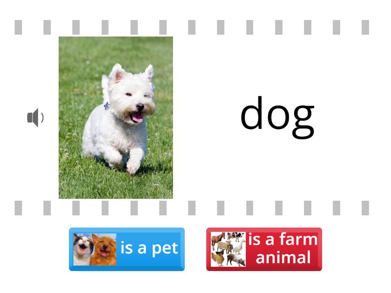 Pets and farm animals (voc) Spotlight 5 unit 5c - True or false