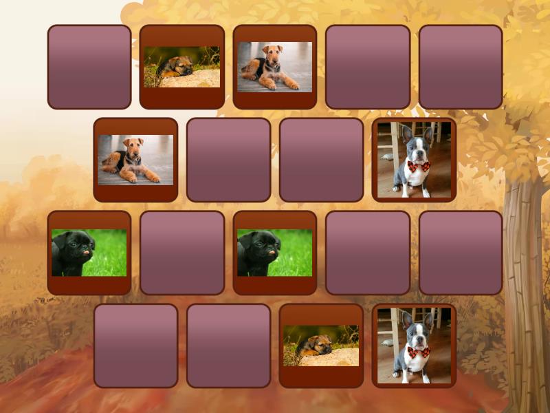 dogs - Matching pairs