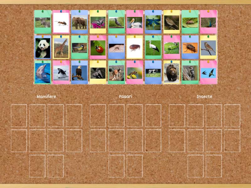 Mamifere,pasari, insecte, clasa a3a - Group sort