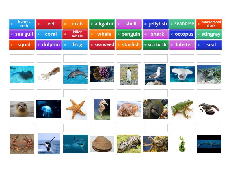 sea animals - Match up