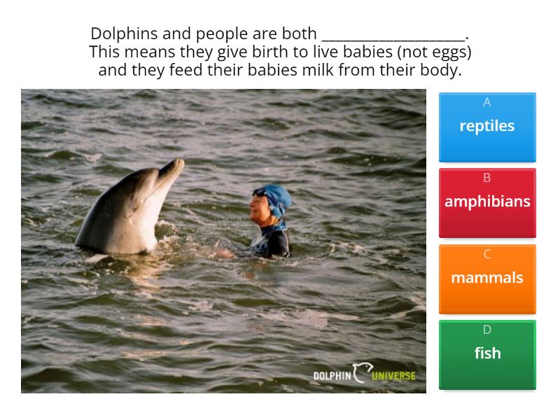 Dolphin - Quiz