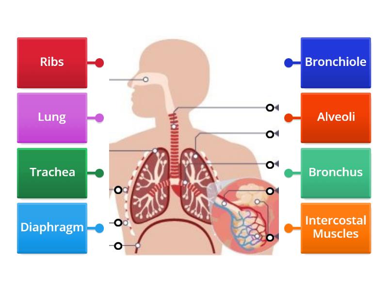 Respiratory System - Labelled diagram