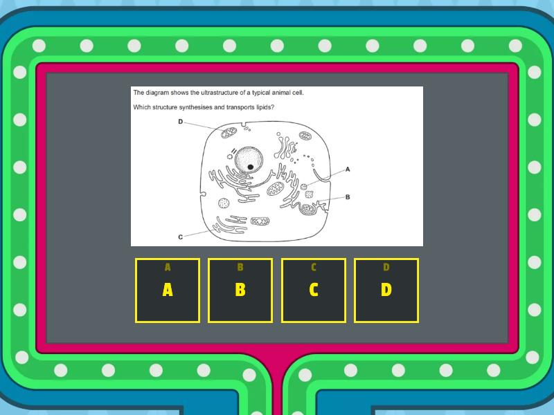 Cell structure - Quiz 1 - AS Bio - Gameshow quiz