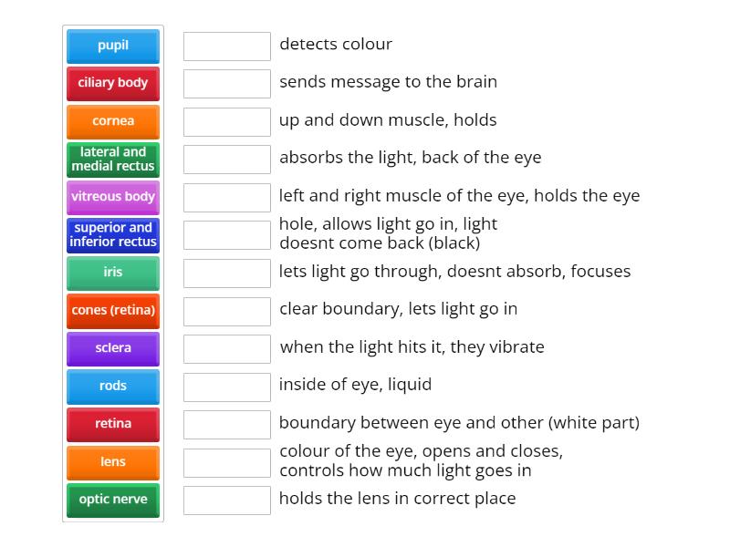 eye anatomy - Match up