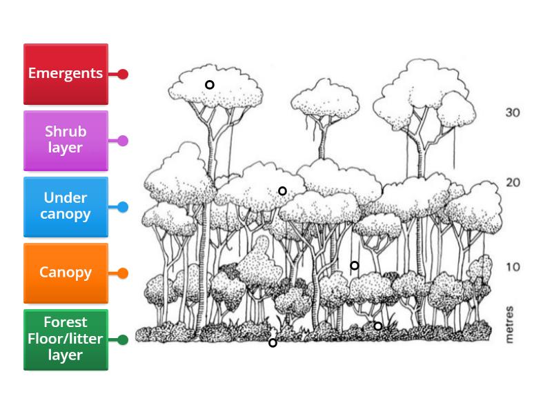 Tropical Rainforest Structure - Labelled diagram