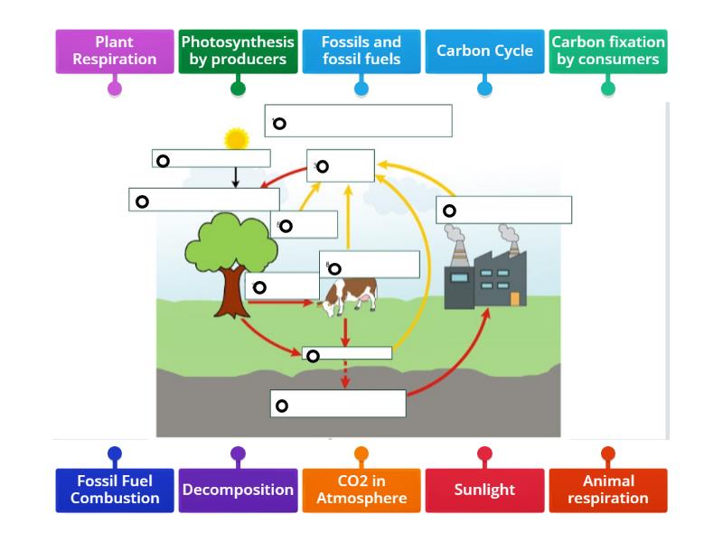 Carbon Cycle - Labelled diagram