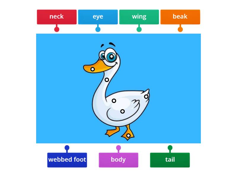 Body Parts of a Goose - Labelled diagram