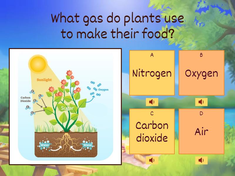 PLANTS - PHOTOSYNTHESIS - Quiz
