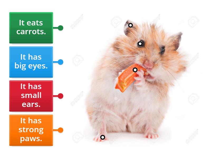DTS: Hamster label - Labelled diagram